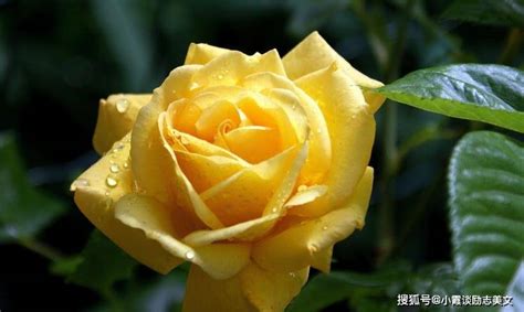4月开始财气如日中天，事业一直发，非富即贵的四大生肖问题朋友桃花运
