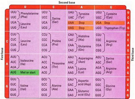 What Are The Messenger Rna Codons For Phenylalanine Socratic