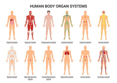 Different Types Of Systems In Our Body