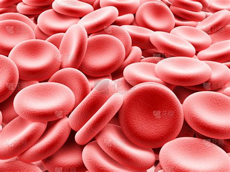 血细胞 毛细血管 红细胞 显微图片 水平画幅 形状 微生物学 科学 组物体 生物学
