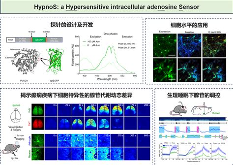 曹晓风院士团队在普通田菁基因组及耐盐碱基因挖掘中取得新进展中国科学院遗传与发育生物学研究所