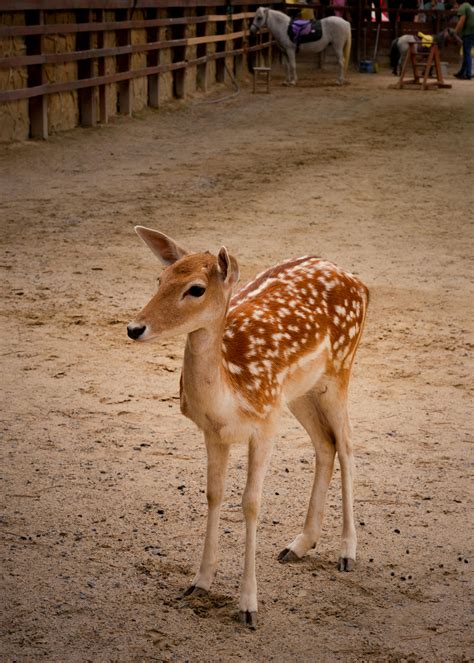 Bestcutetrapsgallery Photos Download The Best Free Bestcutetraps