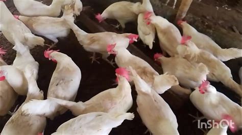 බිත්තර දමන වයසේ සතුන් අඩුම මිලට Youtube