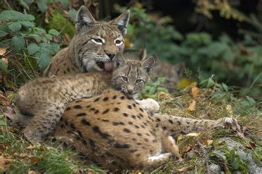 Female Lynx Lynx Canadensis With Cub Stock Photo