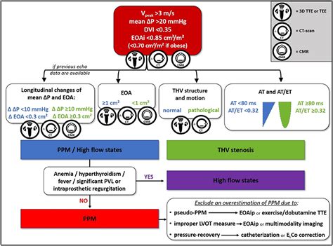 Normal Echocardiographic Mitral And Aortic Valve Thickness