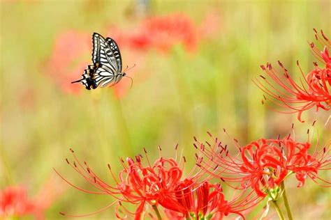 彼岸花とアゲハチョウ 風をあつめて