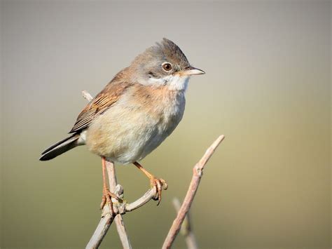 Warbler Songbird Common Free Photo On Pixabay Pixabay