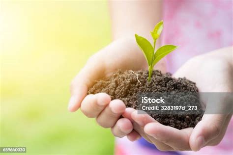 하이 틴 자연 배경 및 햇빛 토양으로 모 종을 심기 손 농부 들고 젊은 식물 새로운 삶의 성장입니다 생태 돈 절약 개발 또는 비즈니스 개념 0명에 대한 스톡 사진 및 기타