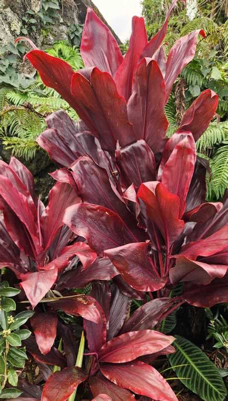 Hawi Hibiscus Haven