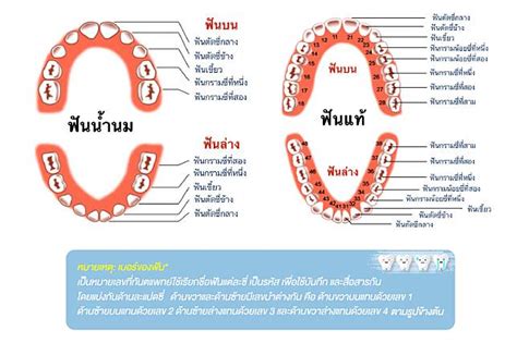 อายุเท่าไร ฟันซี่ไหน ควรขึ้นและหลุด Hisoparty Line Today