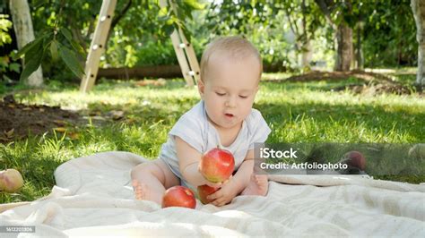 과수원의 풀밭에 앉아 잘 익은 사과를 가지고 노는 귀여운 소년 아동 발달 육아 및 건강한 유기농 식품 재배의 개념 가을에 대한 스톡 사진 및 기타 이미지 Istock