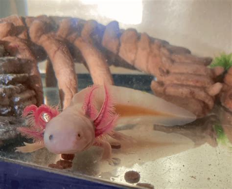 What Is An Axolotl And Is It Suitable For Your Aquarium The Aquarium Guide