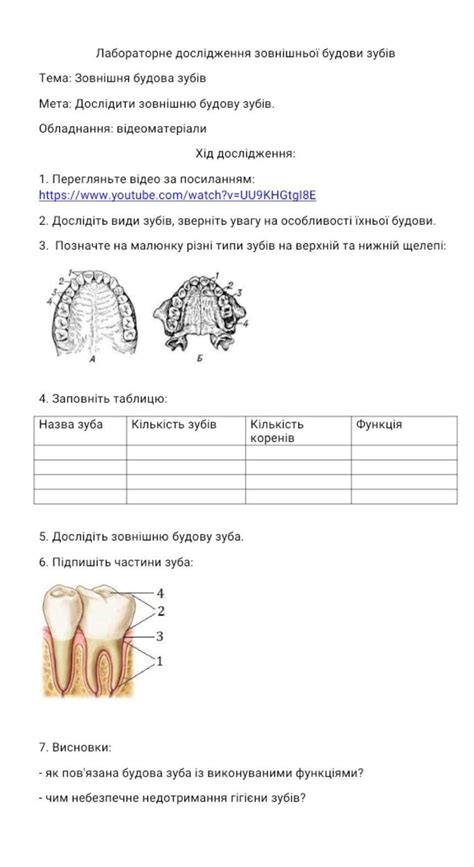 лабораторне дослідження зовнішньої будови зубів Школьные Знания Com