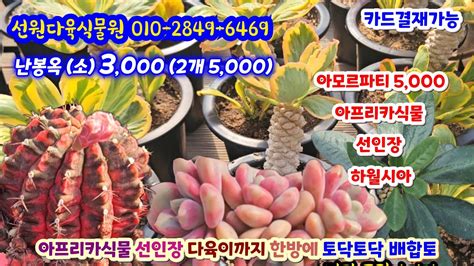 선원다육식물원 2 가격 착한 다육이 아모르파티 포이소이금 판타스틱금 써큘라텀 아프리카식물 선인장 Youtube