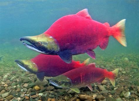 Sockeye Definition Of Sockeye