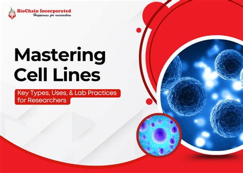 Understanding Cell Lines Types Applications And Best Practices For Researchers