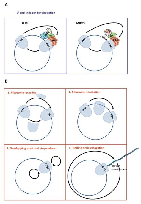Circular RNA Structure