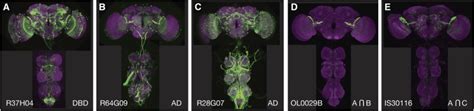 Genetic Reagents For Making Split Gal4 Lines In Drosophila Pmc