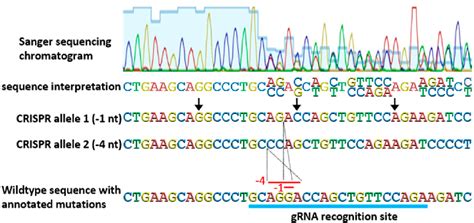 Figure From CRISPR Cas Targeted Mutagenesis For Functional Genetics In Maize Semantic Scholar