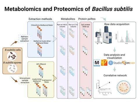 Proteomics Of Bacillus Subtilis An Overview