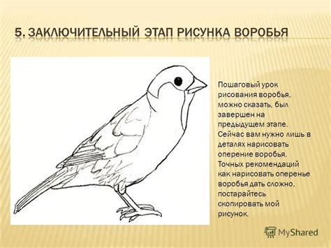 Нарисовать Воробья 51 Фото