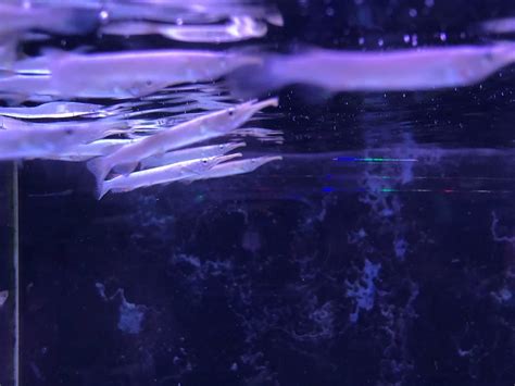 ปลาเข็มแพลตตินัม คละผู้ เมียเลี้ยงง่าย อยู่น้ำจืด เซ็ท5ตัว คละผู้เมีย