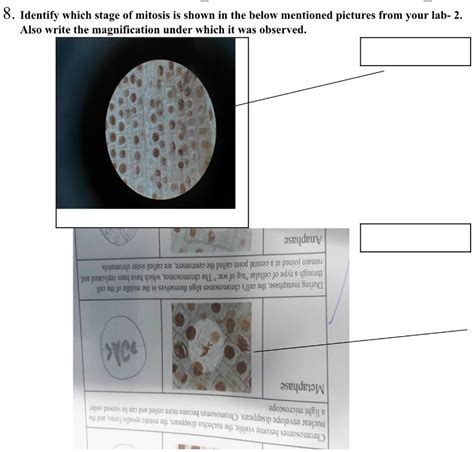 Chromosomes Become Visible The Nucleolus Disappears The Mitotic