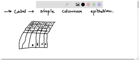 Solved Label The Components Of A Simple Columnar Epithelium Label The Components Of A Simple