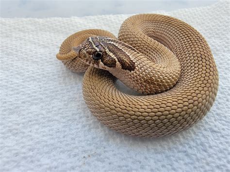 Superconda Het Snow Extreme Red Line Western Hognose By Dragon