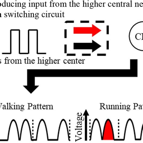 Diagram Of The Cpg Model Cpg Central Pattern Generator Download Scientific Diagram