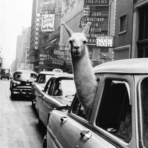 Inge Morath Forum Austriaco Di Cultura Roma