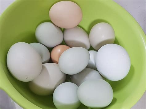 집에서 길러 건강한 청계알 오골계 알 2판 있어요 경기도 남양주시 진접읍 비즈프로필