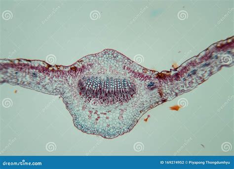 Dicot Leaf Under Microscope