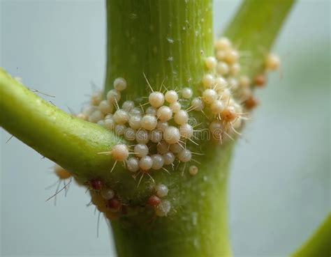 Close Up Photo Of Mealybug Colony Pseudococcidae Scabies On Green Plant