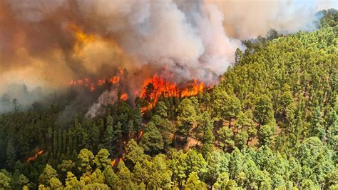 El Incendio De Tenerife Avanza Con Fuerza Qué Hacer Y Cómo Actuar Ante