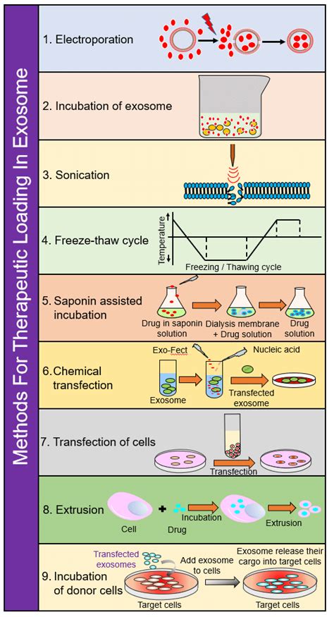 Schematic Diagram Depicting Loading Of Various Cargos In Exosomes