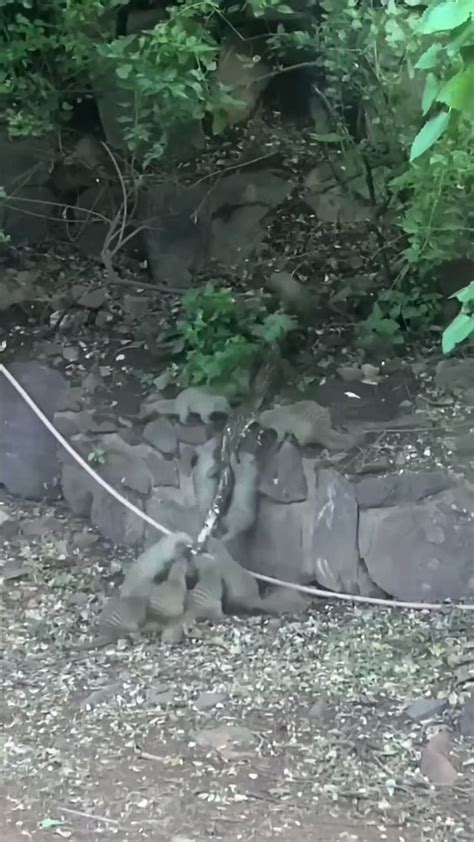 python jumped by mongoose gang r natureismetal