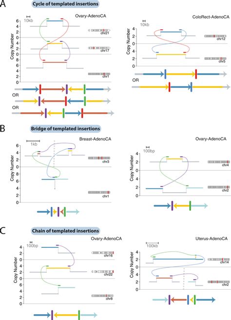 Patterns Of Somatic Structural Variation In Human Cancer Genomes Pmc