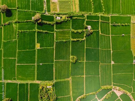 Aerial View Of Green Rice Fields In Bali Island Aerial Photography Of