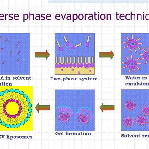Reverse Phase Evaporation Method Download Scientific Diagram