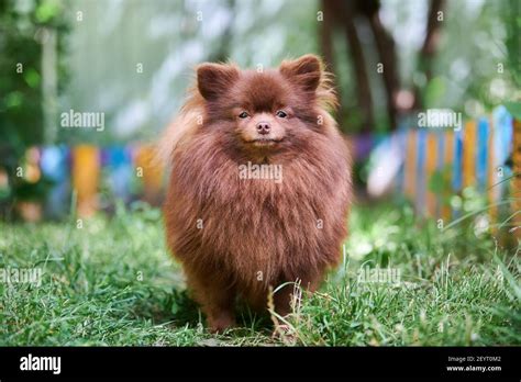 Chocolate Brown Pomeranian Puppies Chocolate Brown Pomeranian Puppies