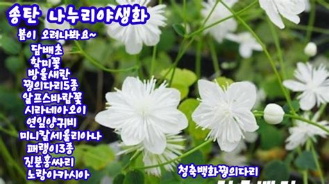 송탄나누리야생화 봄이 문을 두드립니다 담배초할미꽃루비솔채스노우드롭꿩의다리5종미니칼세올리아나연화승마시라네아오이방울새란알프스바람꽃진분홍싸리노랑아카시아
