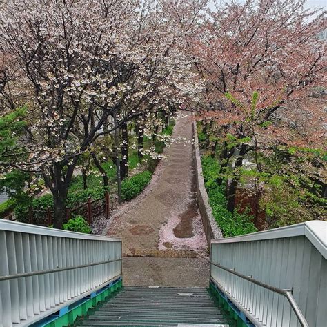 드디어 봄🌸 나만 아는 서울 벚꽃 명소 6 세시간전