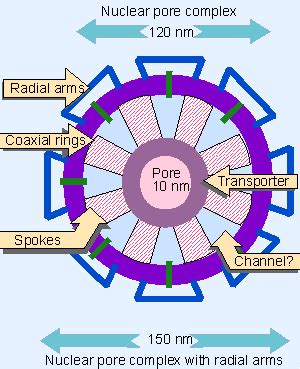 Nuclear Pore Complex Diagram Pdf [review] The Nuclear Pore Complex