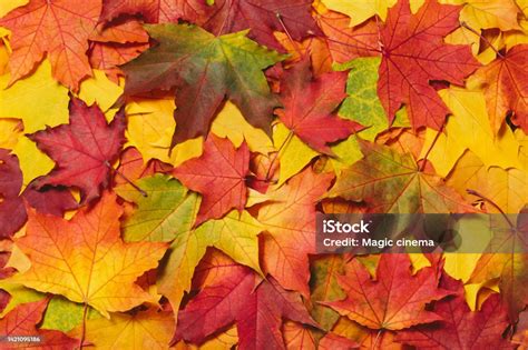 가을 분위기 배경 타락한 가을 말린 잎 배경 다채롭고 잡색의 단풍 플랫 레이 상단보기 복사 공간 단풍 잎에 대한 스톡 사진 및 기타 이미지 Istock