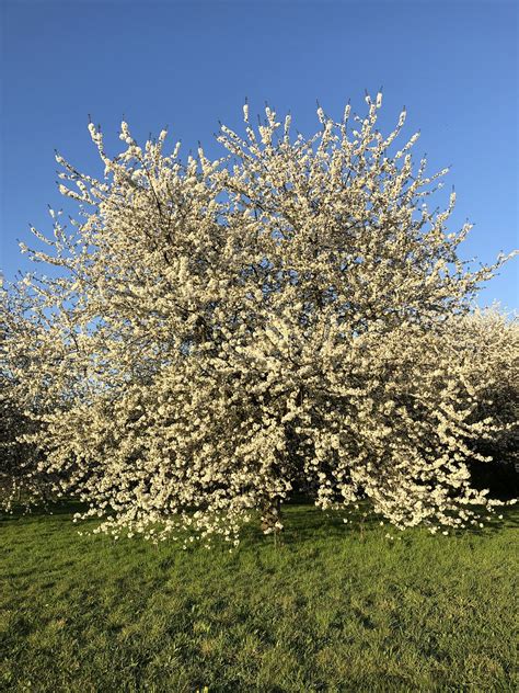 Cherry Tree Blossom Spring Free Photo On Pixabay Pixabay