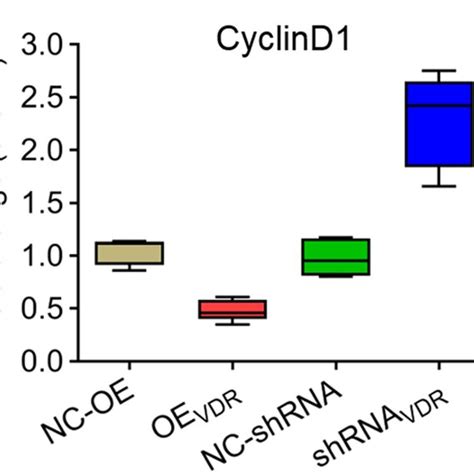 Protein Expression Of β Catenin Cyclin D1 And Lef 1 Under Vdr Download Scientific Diagram