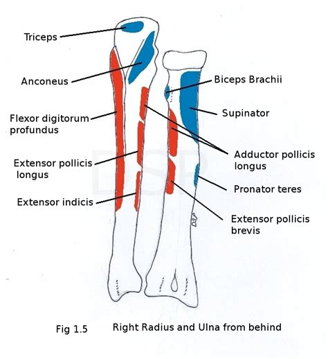 Bones Myhumananatomy