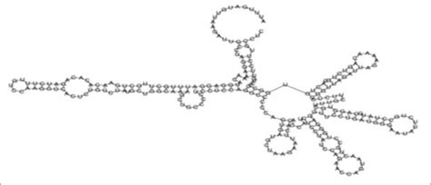 The Predicted Rna Secondary Structure For Ncbi Ref Sequence Mfe Download Scientific Diagram