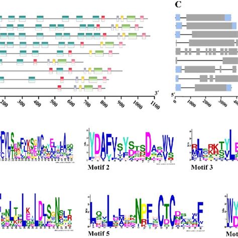 The Phylogenetic Relationship Conserved Motif And Gene Structure Of Download Scientific